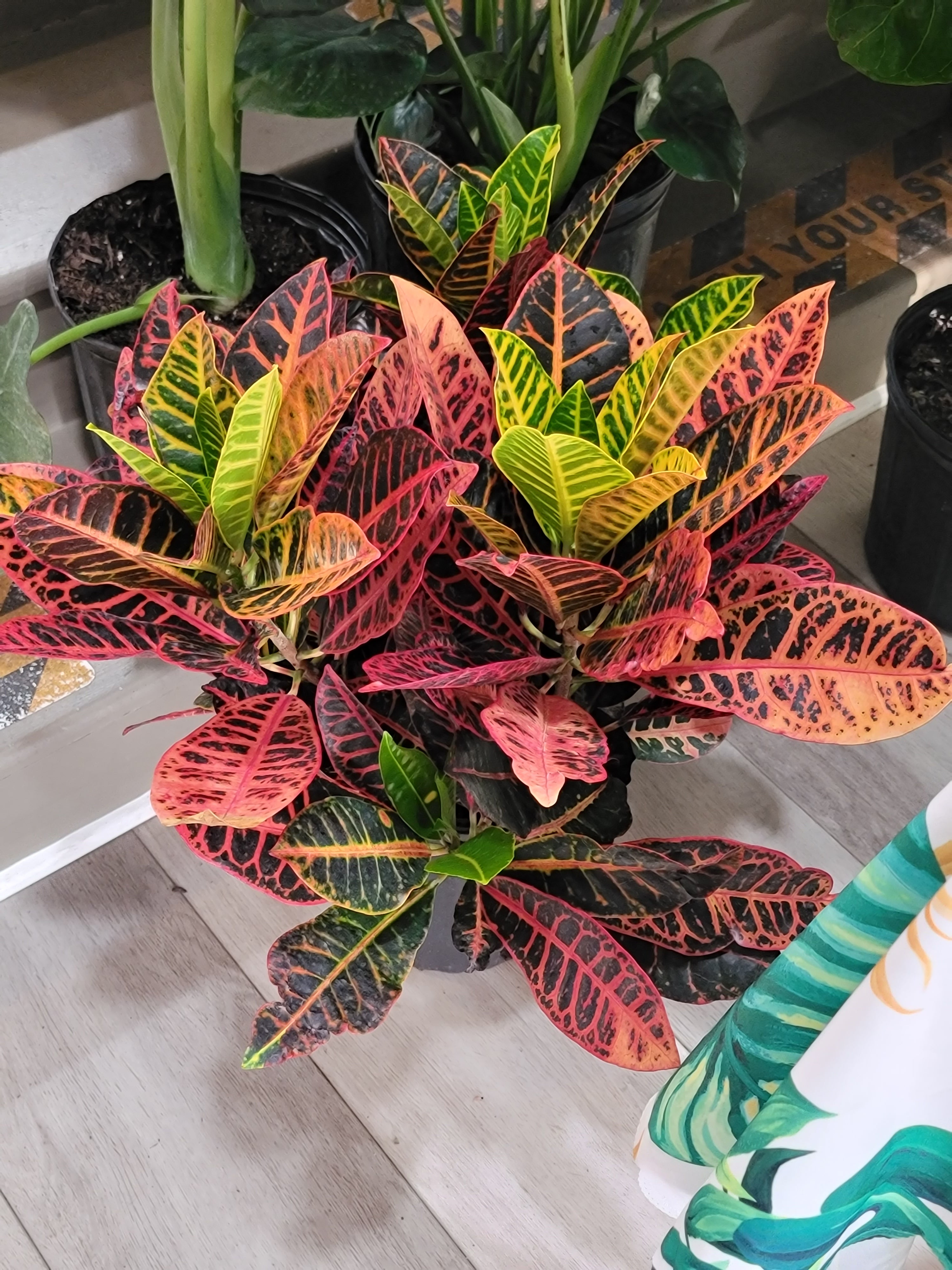 Croton 8 inch pot | Kelley Gardens, LLC