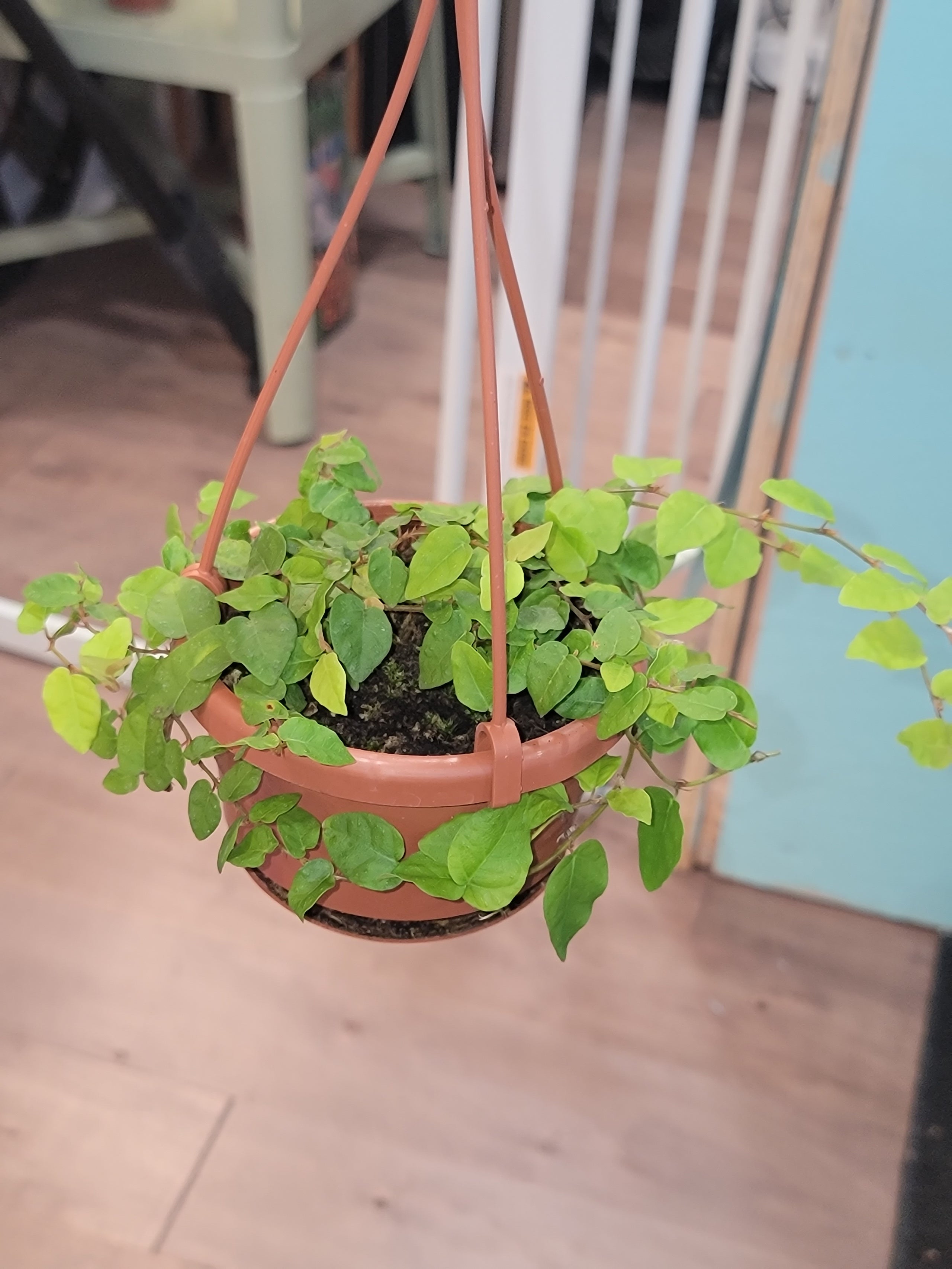 Creeping Fig Ficus Repens HB | Kelley Gardens, LLC