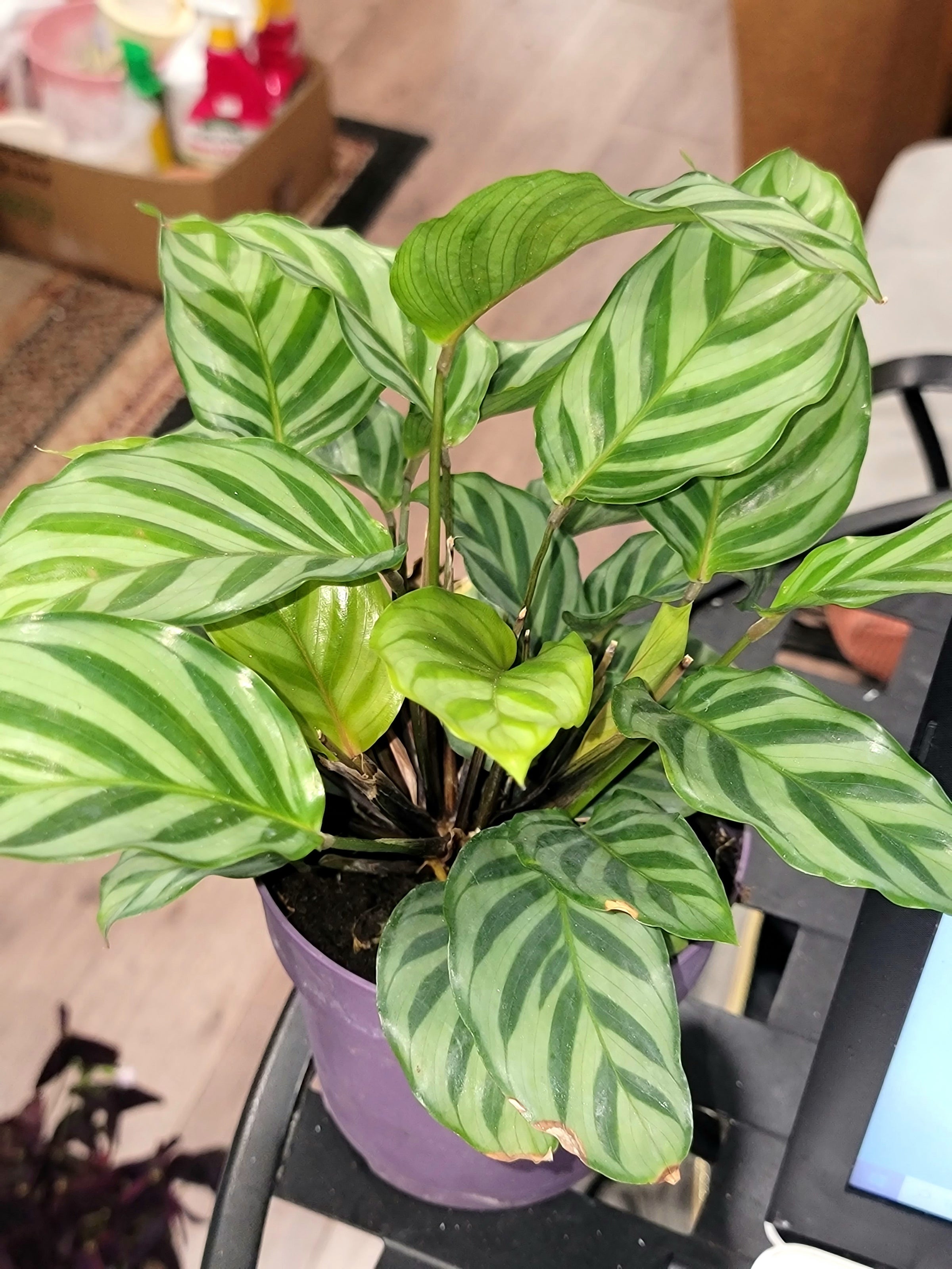 Calathea Concinna