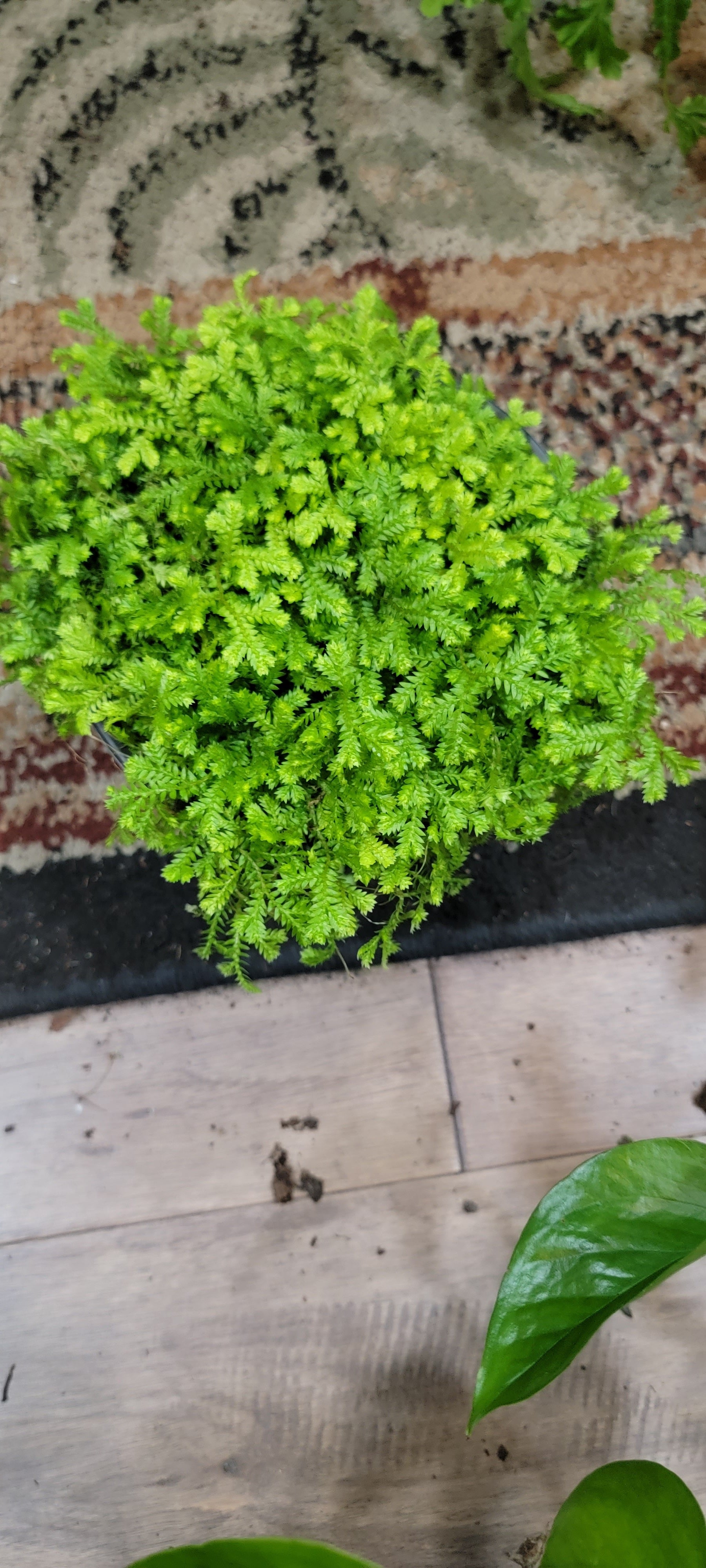 Golden Spikemoss Fern 6inch | Kelley Gardens, LLC