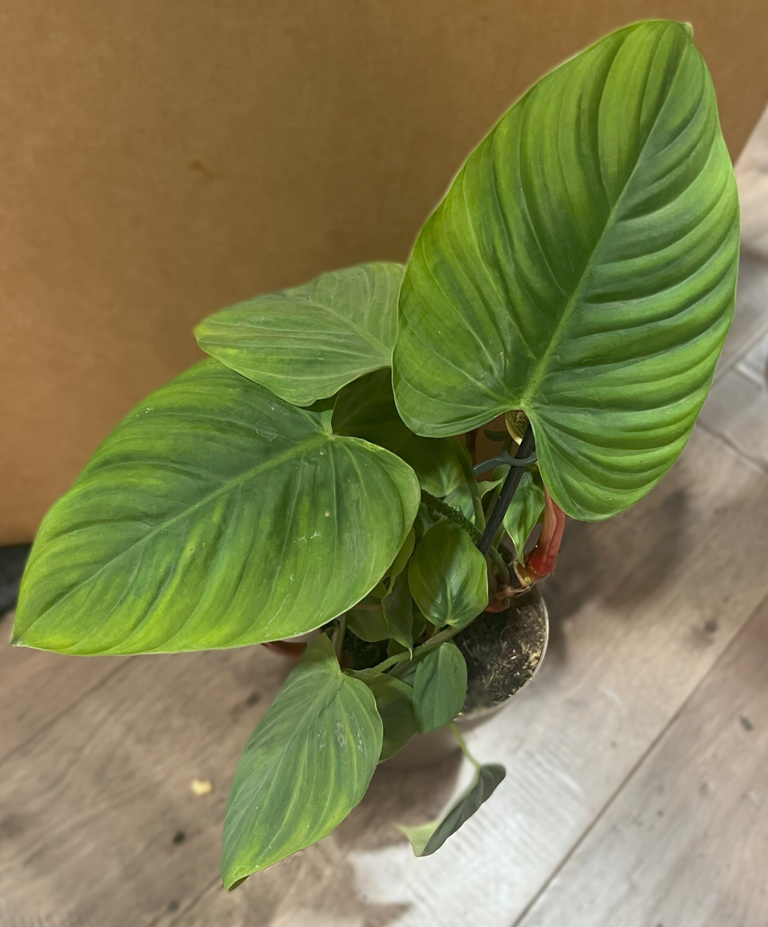 Philodendron Fuzzy Petolie 5inch | Kelley Gardens, LLC