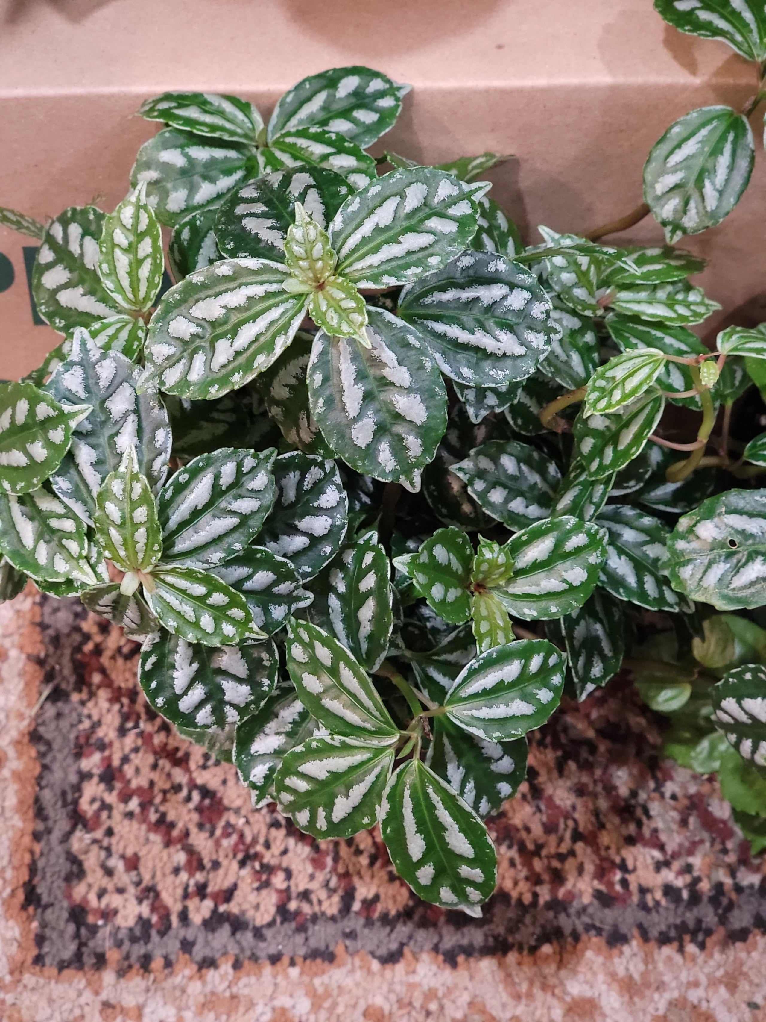 Aluminum Plant Pilea 4inch Kelley Gardens Llc