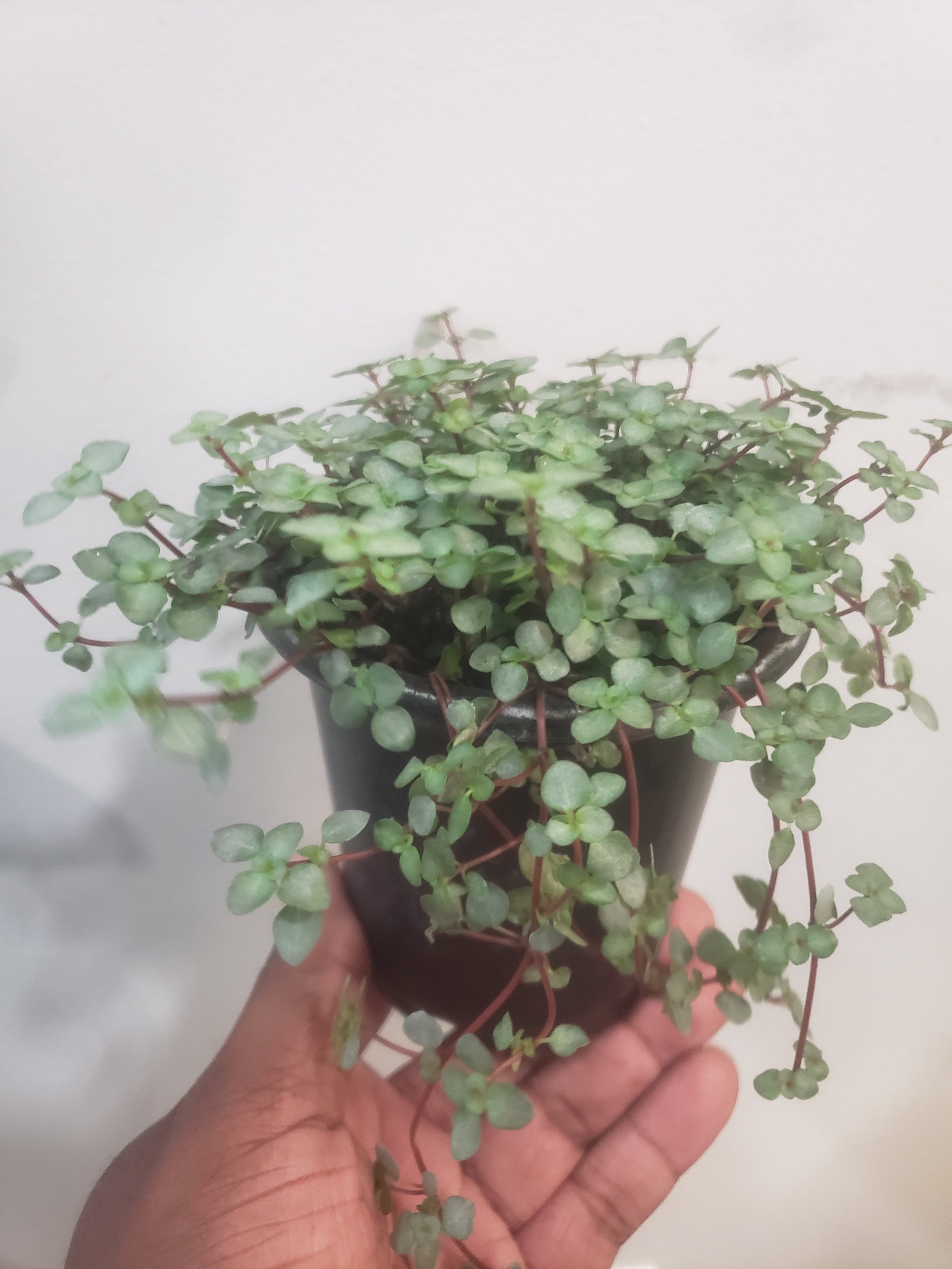 Pilea Creeping Red Kelley Gardens Llc